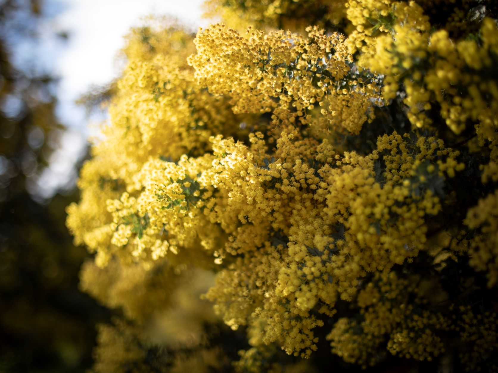 Silver Wattle - Custom Extracts