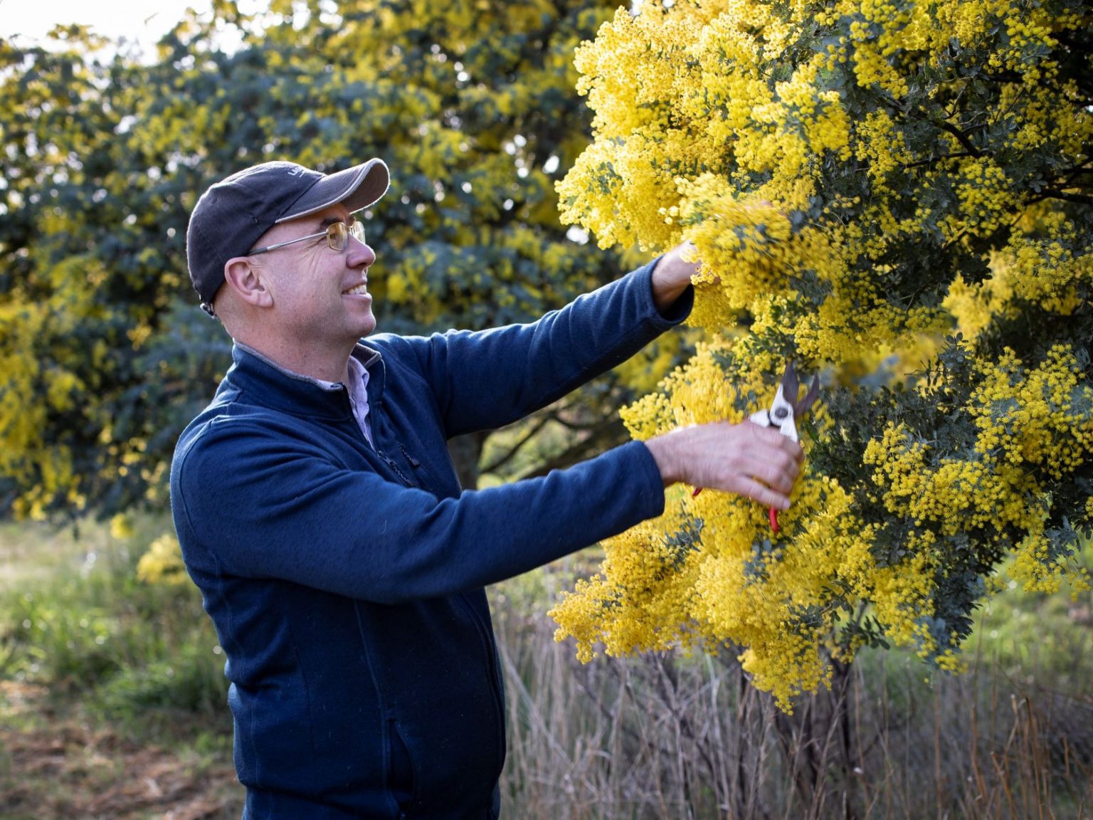 Silver Wattle - Custom Extracts